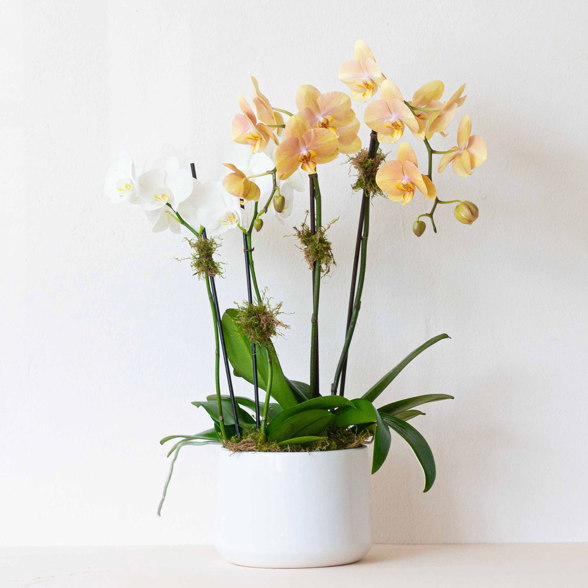 Products – Floralounge